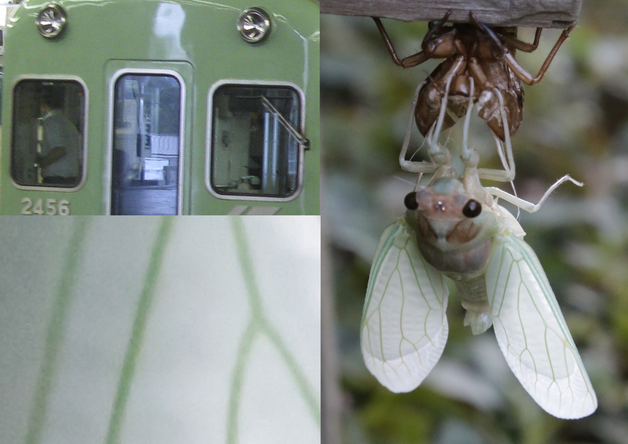 web | DRFC-OB デジタル青信号