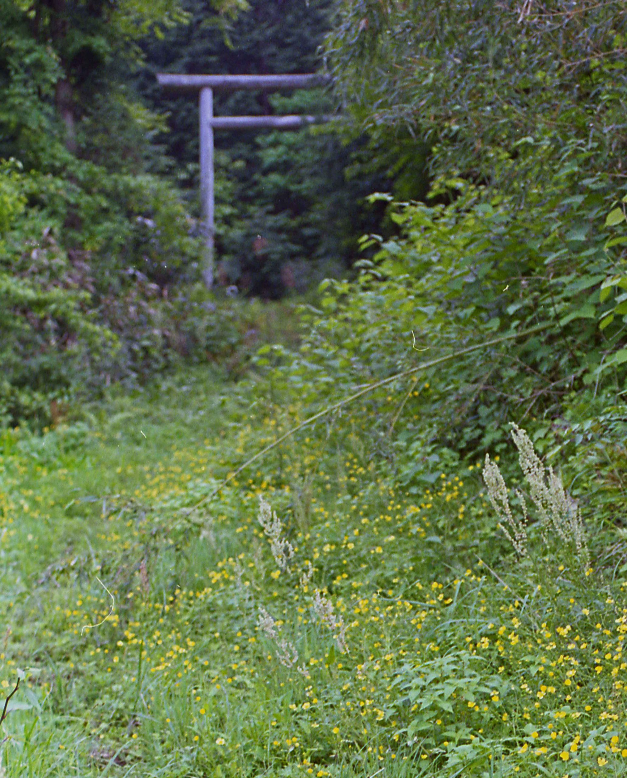 CN-245-11-2 | DRFC-OB デジタル青信号