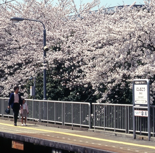 90410-009sy_R | DRFC-OB デジタル青信号