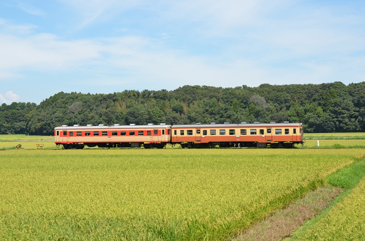 DSC_2952 | DRFC-OB デジタル青信号